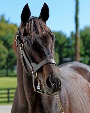 Geaux Rocket Ride Proves Candy Ride's Consistency - BloodHorse