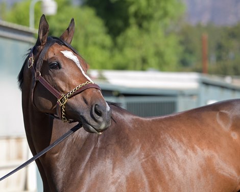 Brant's Stable Poised for Another Big Year - BloodHorse