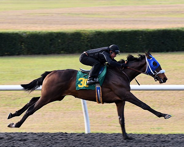 Jess's Dream a Smart Stallion Choice for Hawk's Nest - BloodHorse