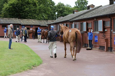 Fowlston Brings First Consignment to Tattersalls July - BloodHorse