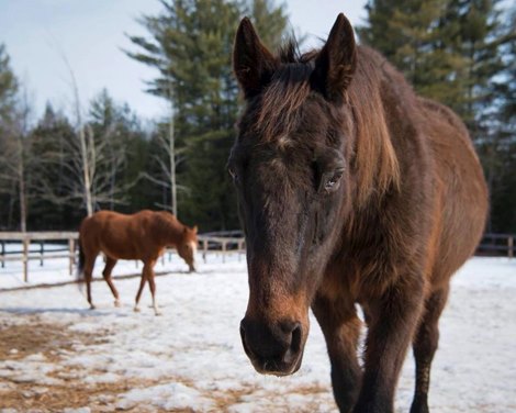 Old Friends Turned Zippy Chippy Into a Winner - BloodHorse