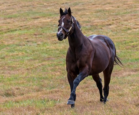 Catching Freedom Brings More Spotlight for Constitution - BloodHorse