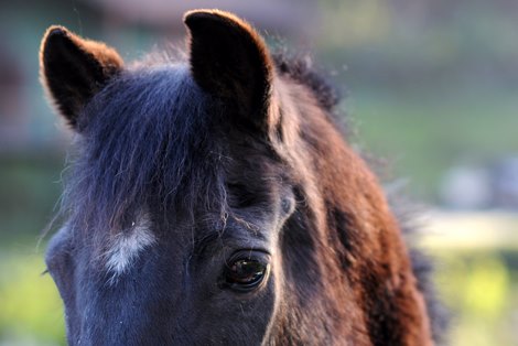 Square Peg Finds Thoroughbreds an 'Allegory for Autism' - BloodHorse