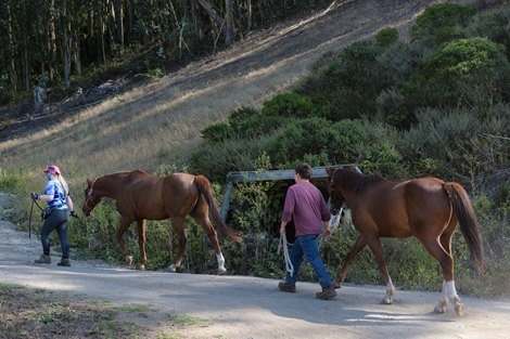 Square Peg Finds Thoroughbreds an 'Allegory for Autism' - BloodHorse