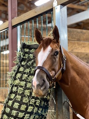 Sibelius Comes 'Alive at the Right Time' for Nash - BloodHorse