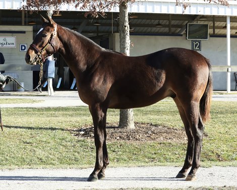 Equus Farm Brings Homebred Roster to Fasig-Tipton - BloodHorse