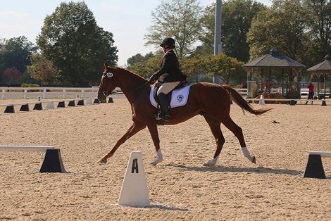 MidAtlantic Horse Rescue Pioneers Aftercare Movement - TrueNicks.com