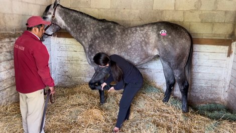 Forza Approach Aims for Fewer Mistakes, More Winners - BloodHorse