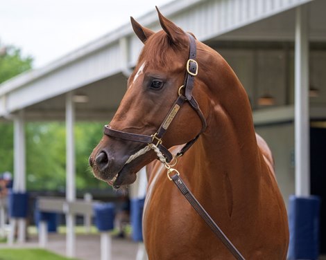 Ennis Back at F-T July with Strongest Consignment Yet - BloodHorse