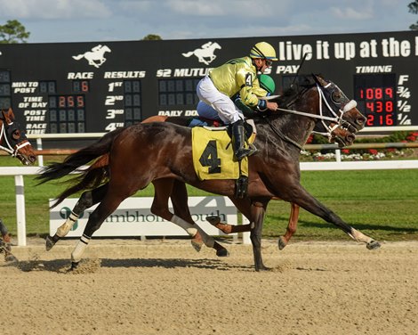 Strong Female Lines in Good and Stout, Shaq Diesel - BloodHorse