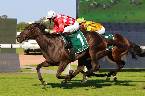 Savabeel Retains Waikato Pedestal at Age 23 - BloodHorse