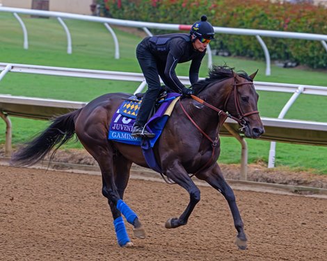 Chancer McPatrick Takes Aim at Breeders' Cup Juvenile - BloodHorse
