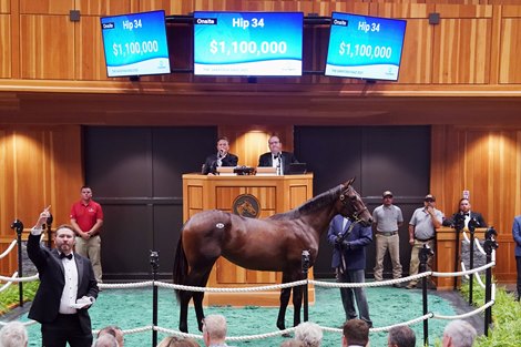 Fasig-Tipton Offers Hope for American Action at Arqana - BloodHorse